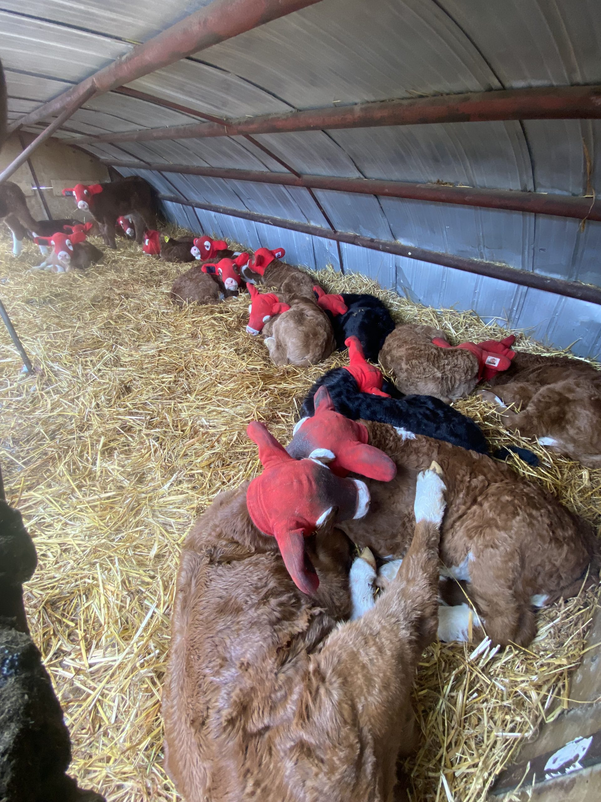 Calf Ear Warmers and Calf Blankets | Kalf Kozies